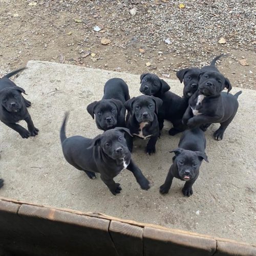 Allevamento cane corso "dei Martinotti " - a Santangelo
